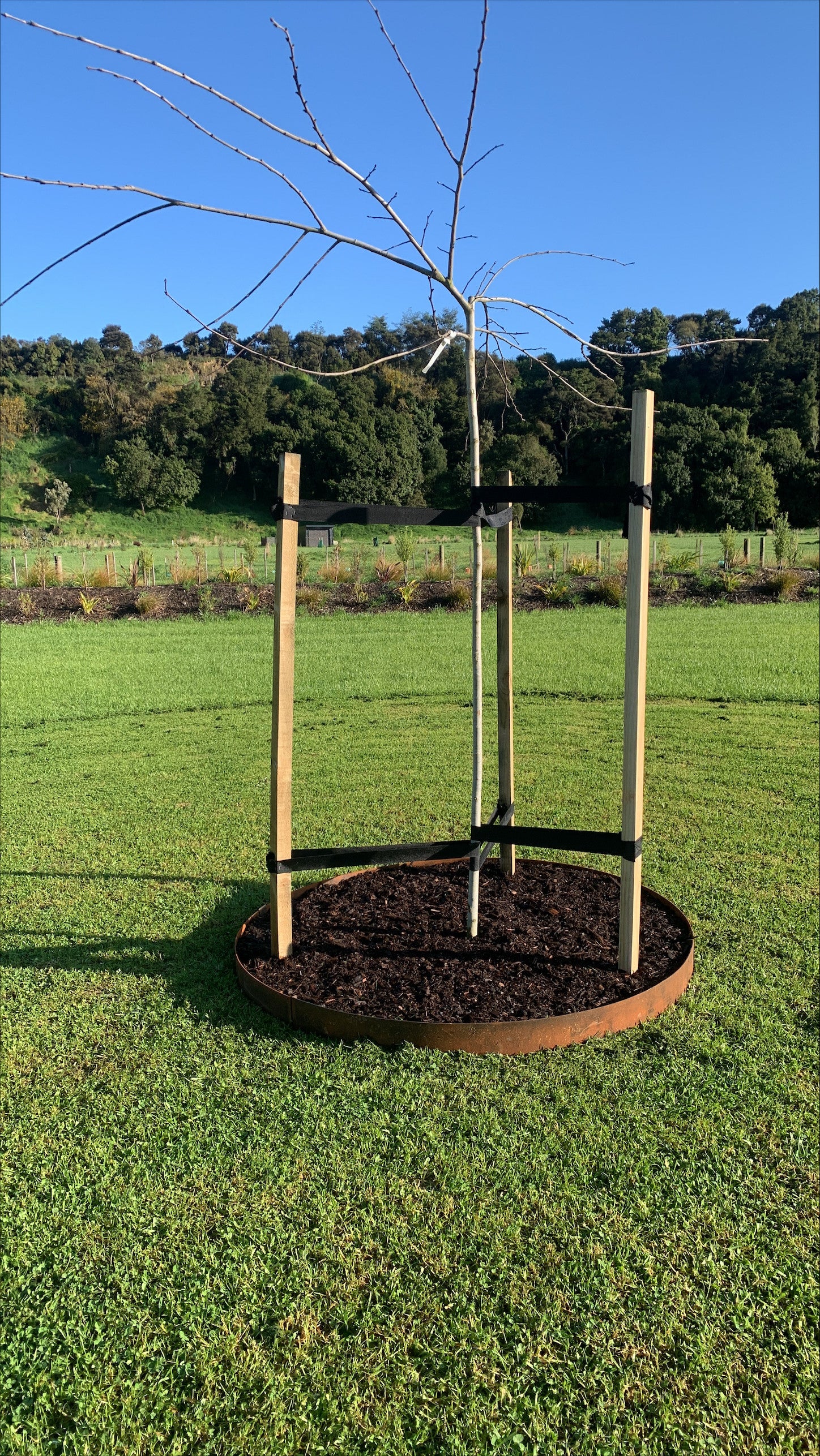 Corten Tree Rings – Tiny Anvil NZ